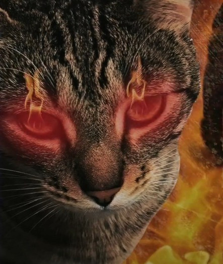 Кошачий метал — группа Cattera с котиком на вокале — ROCK FM